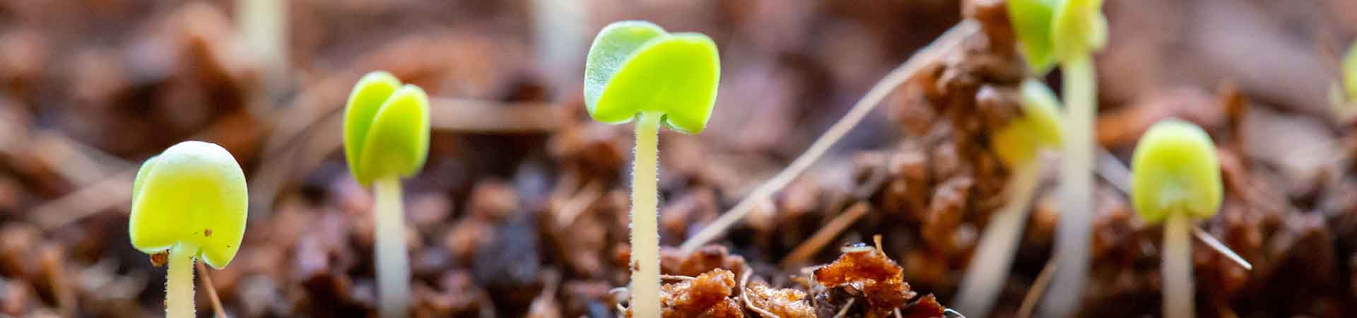 Centre for eResearch and Digital Innovation (CeRDI)